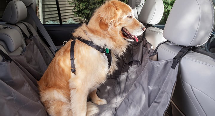 6 dog-friendly car features pups love