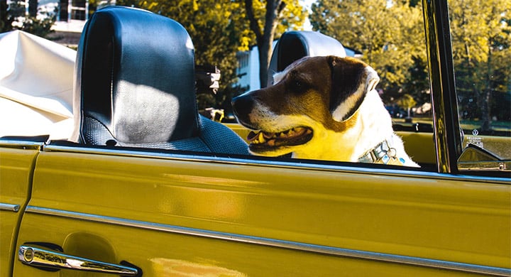 Discover the Modern Car Insurance Difference with Toggle