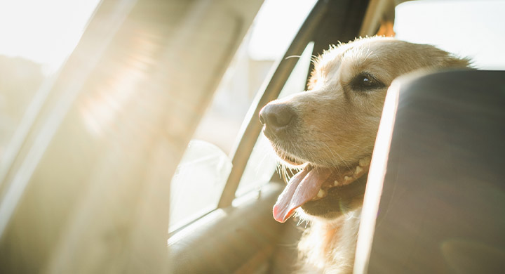Harness the open road: pet car safety basics